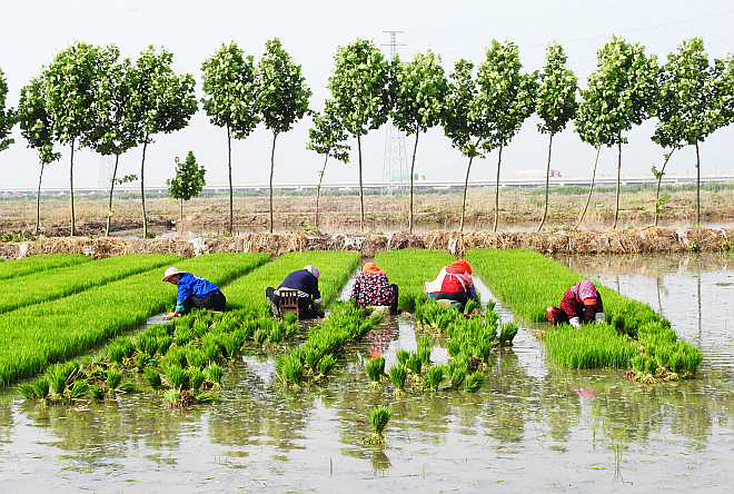 Hybrid rice seedlings planted on seaside fish ponds-China Story