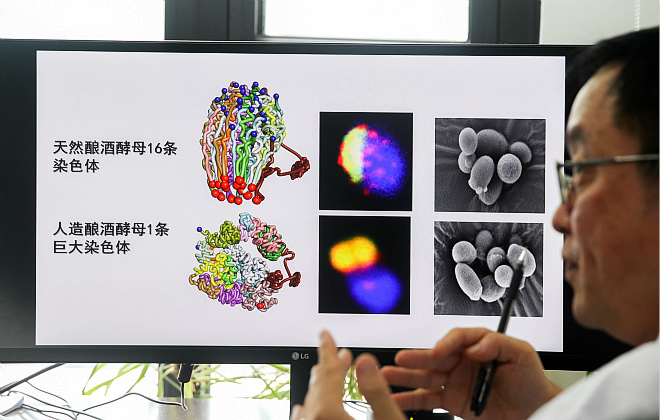 Chinese scientists create first single-chromosome yeast by genetic ...